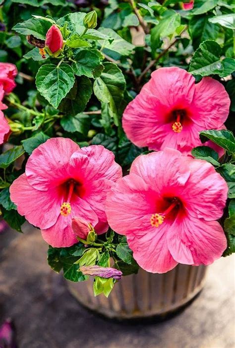 31 Types Of Hibiscus Varieties Planta De Hibisco Plantas