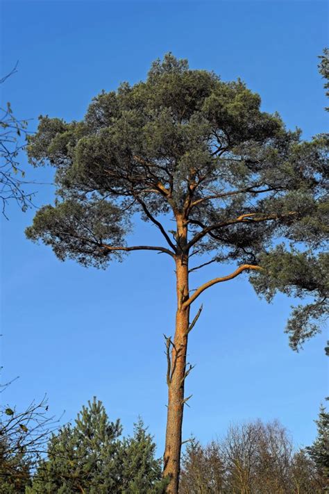 Free Images Landscape Tree Nature Forest Wilderness Branch Sky