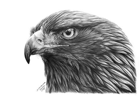 How To Draw A Golden Eagle