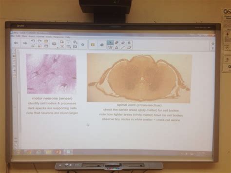 Nervous Tissue Flashcards Quizlet