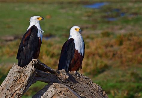 Birding Safari In Tanzania Serengeti Trips Tanzania