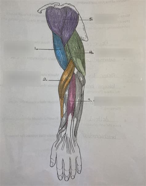 Muscles Of The Arm And Forearm Diagram Quizlet