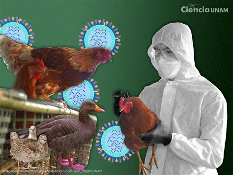 Los riesgos de la propagación de la gripe aviar H5N1 Ciencia UNAM