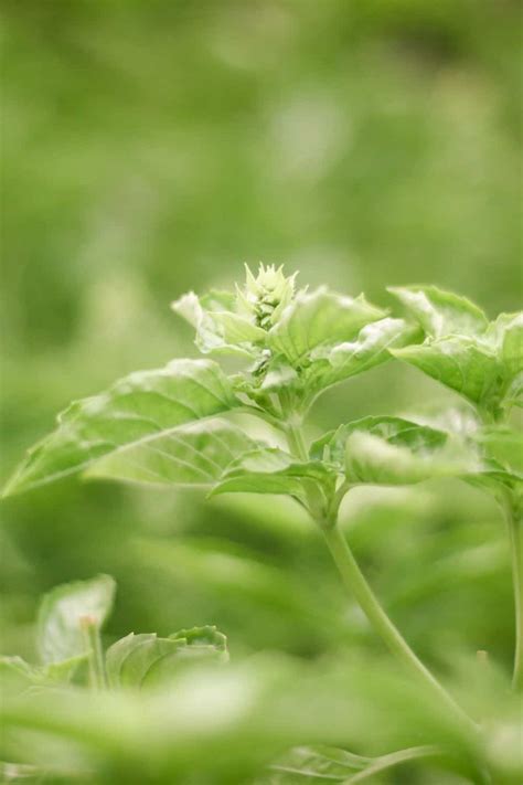 How To Grow Basil Planting And Care Tips Top Globe News