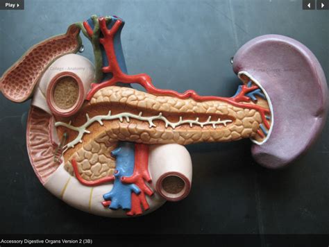 Accessory Digestive Organs Version Diagram Quizlet