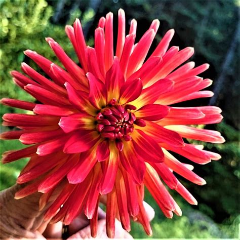 Dahlia Cactus Blomma Gratis foto på Pixabay Pixabay