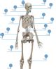 Juegos De Ciencias Juego De Aparell Locomotor Ossos 2 Cerebriti