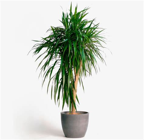 Dracaena Marginata Plant Growing Guide Care Tips Artofit
