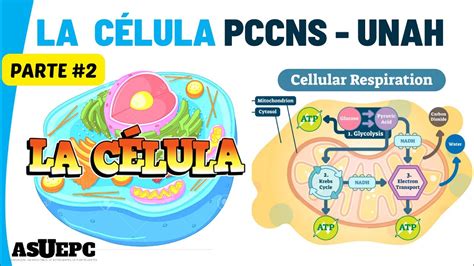 III LA CÉLULA Parte 2 Sistemas membranosos Respiración celular