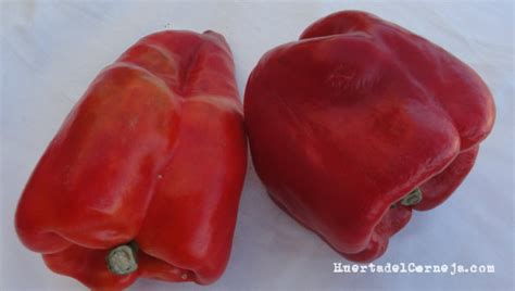 Cómo cultivar pimientos morrones Huerta del Corneja