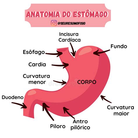 ANATOMIA DO ESTÔMAGO Anatomia I