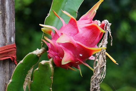 Como plantar pitaya no vaso aprenda a melhor técnica de cultivo