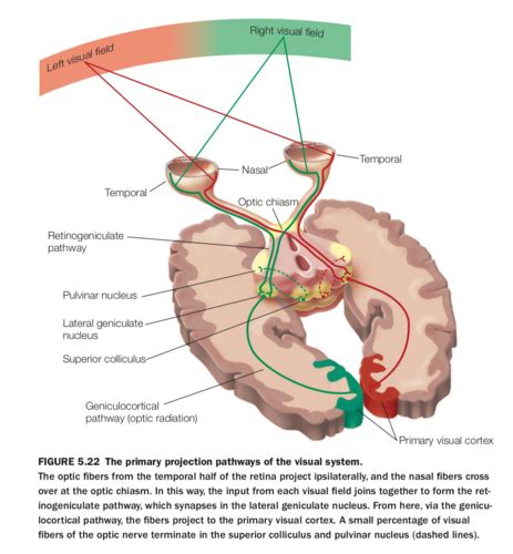 Vision Neural Pathway Flashcards Quizlet
