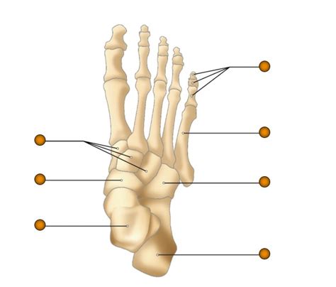 Os Du Pied Source CEMEQ Diagram Quizlet