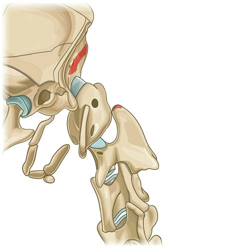 Rectus Capitis Dorsalis Major Muscle Muscle Attachments Vet Anatomy