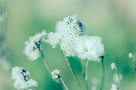 Fotos gratis agua naturaleza césped rama Rocío fotografía hoja