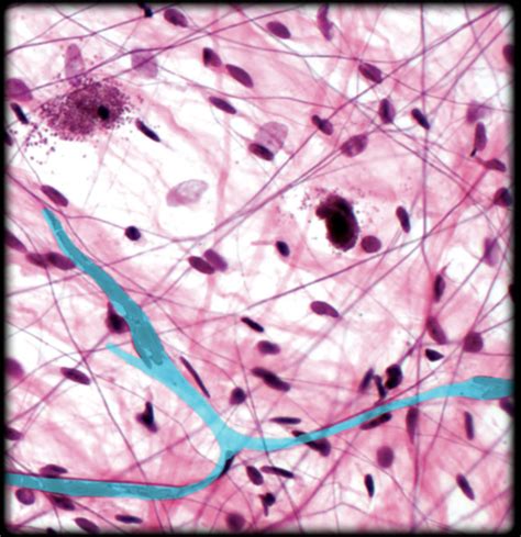 APR Histology Flashcards Quizlet