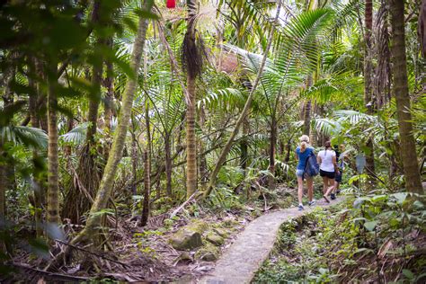Bosque Nacional Del Yunque Un Tesoro Natural En Puerto Rico Me Gusta