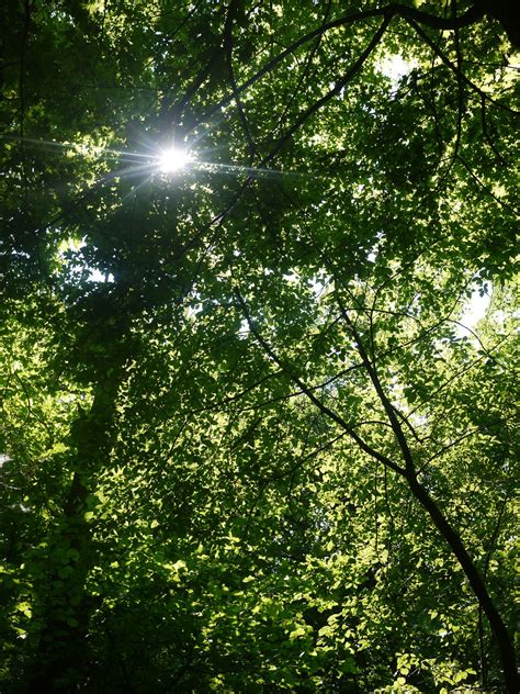 Fotos gratis árbol naturaleza bosque rama ligero planta luz de