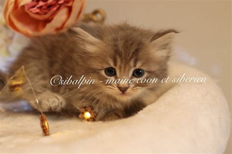 Sibalpin Volga Chaton Sibérien Savoie Elevage Sibalpin