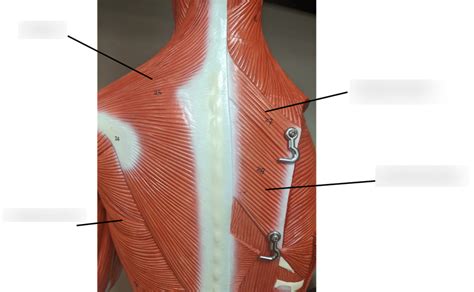 Torso Posterior Diagram Quizlet