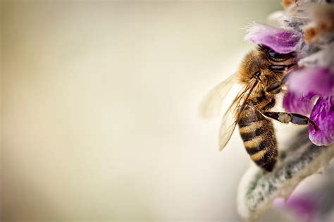 Abeja Bokeh Flores Macro Fondo De Pantalla HD Wallpaperbetter