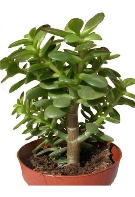 Muda De Rvore Do Dinheiro Jade Crassula Ovata Suculenta