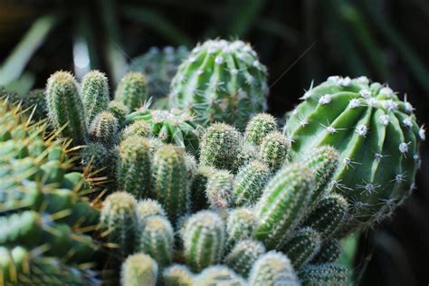 带刺花的植物花卉美丽的仙人掌高清图片下载 正版图片506474304 摄图网