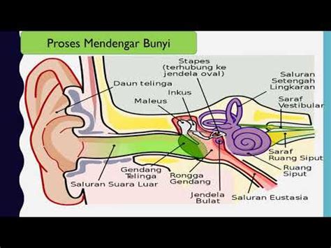 Bagian Bagian Telinga Dan Proses Mendengar Bunyi Kelas Iv Youtube