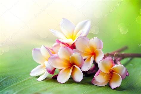 Frangipani Tropical Spa Flower Plumeria Stock Photo By Subbotina
