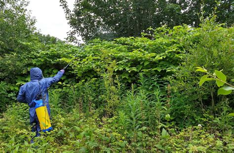 Why Should You Not Cut Japanese Knotweed 2024 Japanese Knotweed Plus