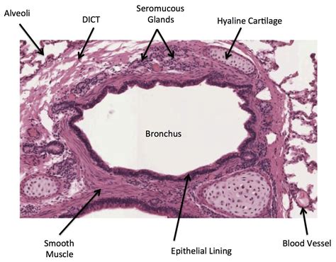 Labeled Trachea Histology Diagram Diagram Media