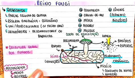 MAPA MENTAL SOBRE REINO FUNGI Maps4Study