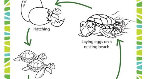 Turtle Life Cycle Coloring Page