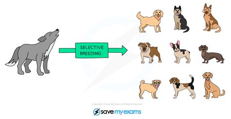 CIE IGCSE Biology 复习笔记18 1 5 Artificial Selection