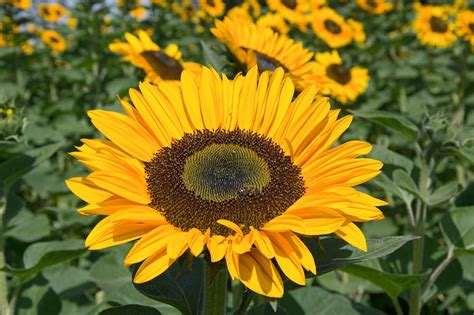 Solsikker Blomster Gule Gratis foto på Pixabay Pixabay