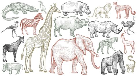 Schaubild Wilde Tiere Quizlet