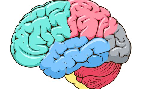 Définition Lobe frontal Futura Santé