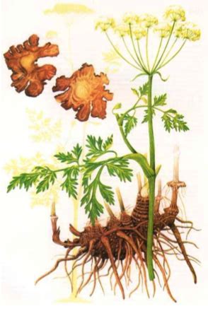 Basic Herbs Flashcards Quizlet