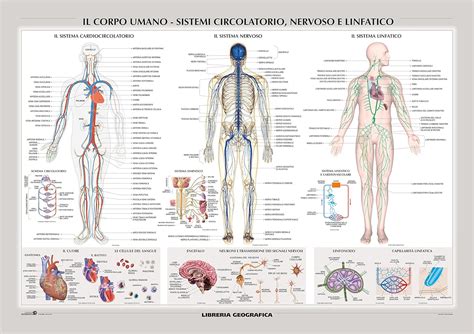 Corpo Umano Sistemi Circolatorio Nervoso E Linfatico Carta Murale