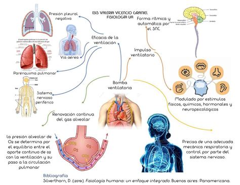 Fisiologia Humana Mapa Mental Images The Best Porn Website