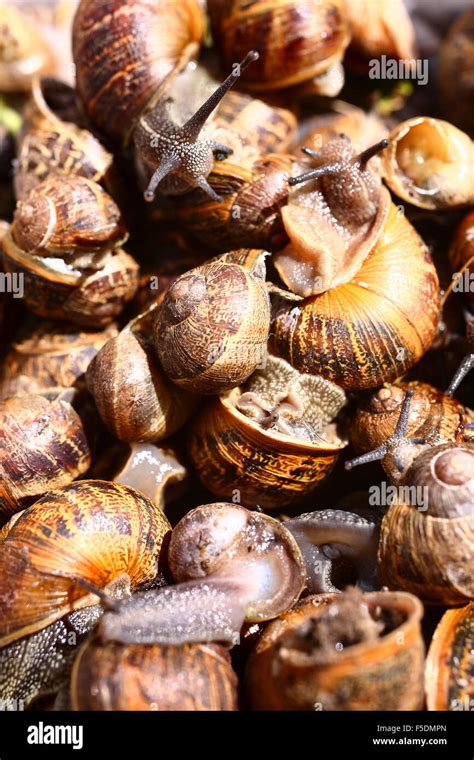 Close Up Of Slimy Snails In A Garden Stock Photo Alamy