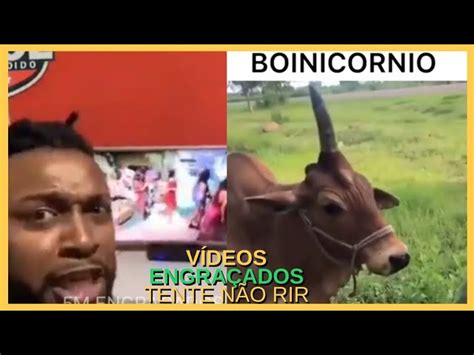 Os Melhores Memes E Videos Engraçados Da Internet 14 Tente Não Rir