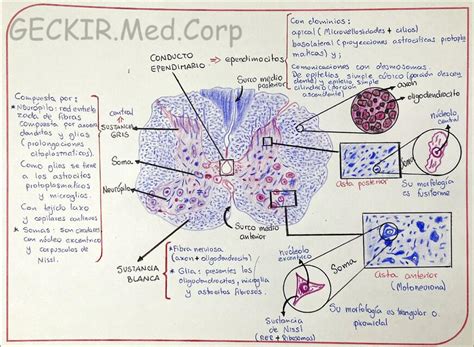 Histología de la Médula Espinal GALEN S HEART uDocz