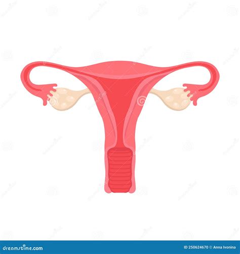 Anatomy Of The Female Reproductive System Diagram Of The Location Of The Organs Uterus Cervix