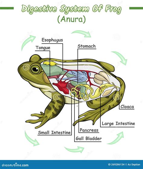 Digestive System Of Frog Stock Vector Illustration Of Heart