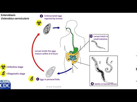 Life Cycle Of Enterobius With Diagram