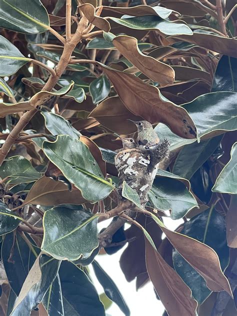 Grown So Fast I Think Theyll Be Ready To Fly Off Into The Sunset Soon Rhummingbirds