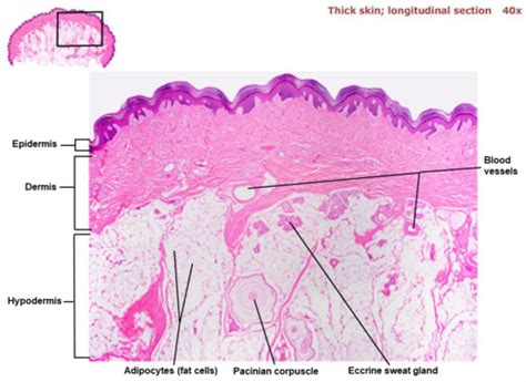 Histology Integumentary Flashcards Quizlet