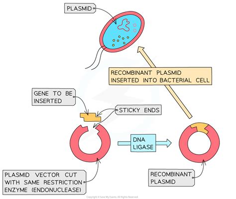 Genetic Engineering Aqa Gcse Biology Revision Notes